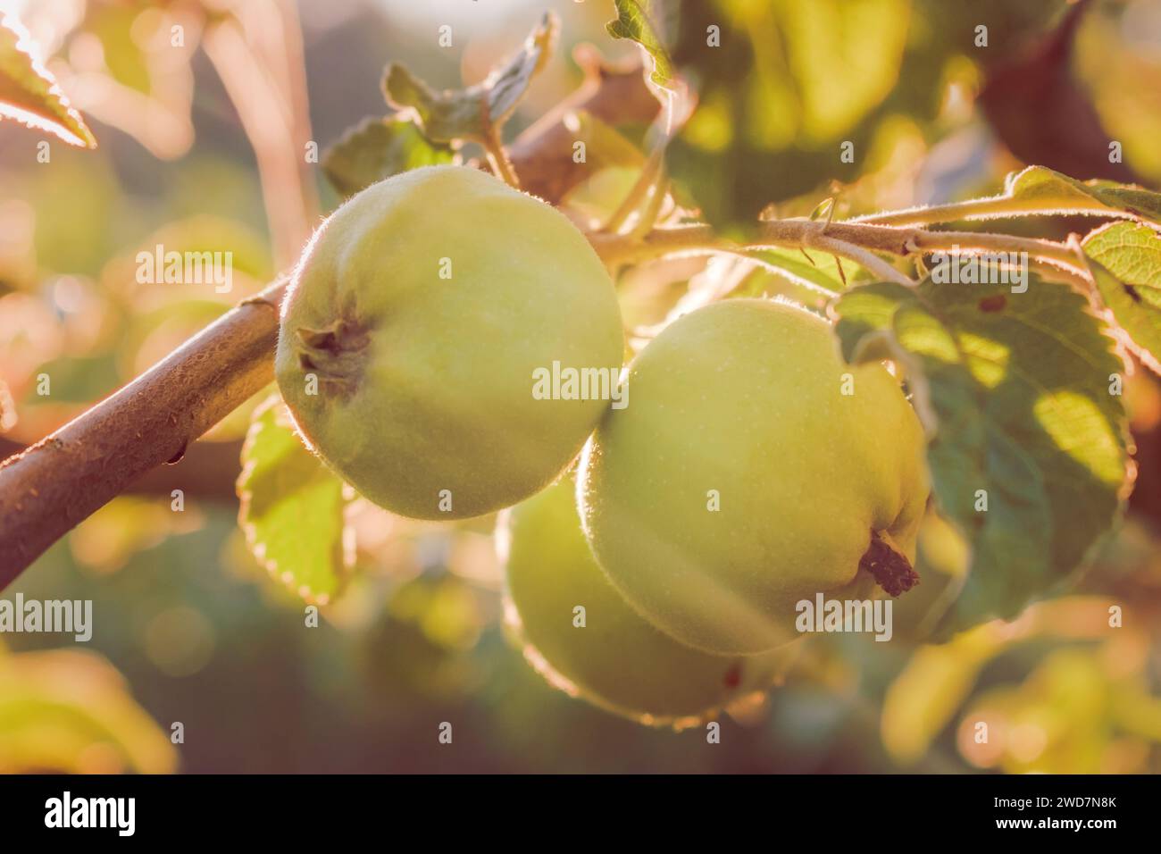 Green apples in the sun in an orchard Stock Photo - Alamy