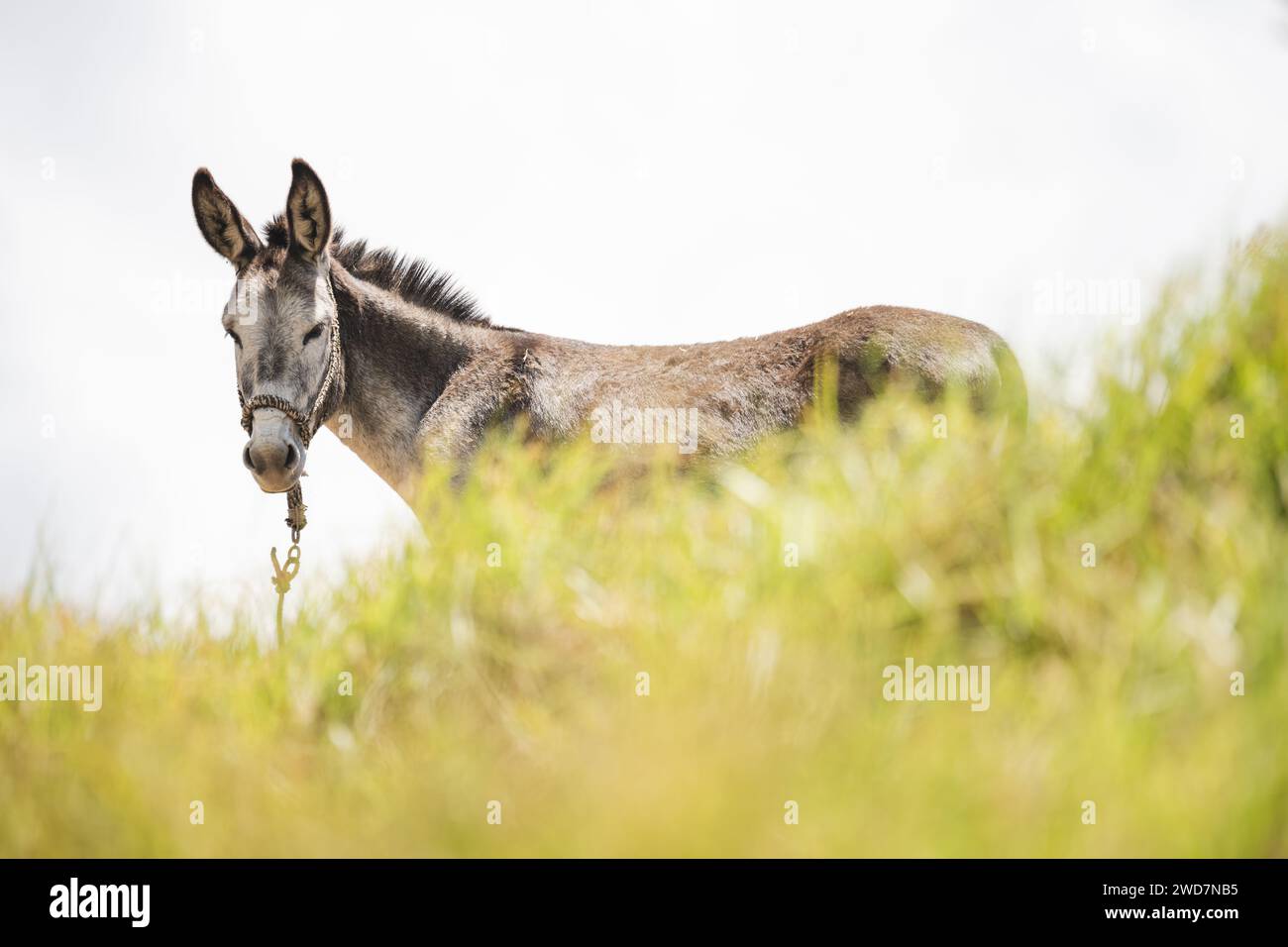 Northern peruvian farm hi-res stock photography and images - Alamy