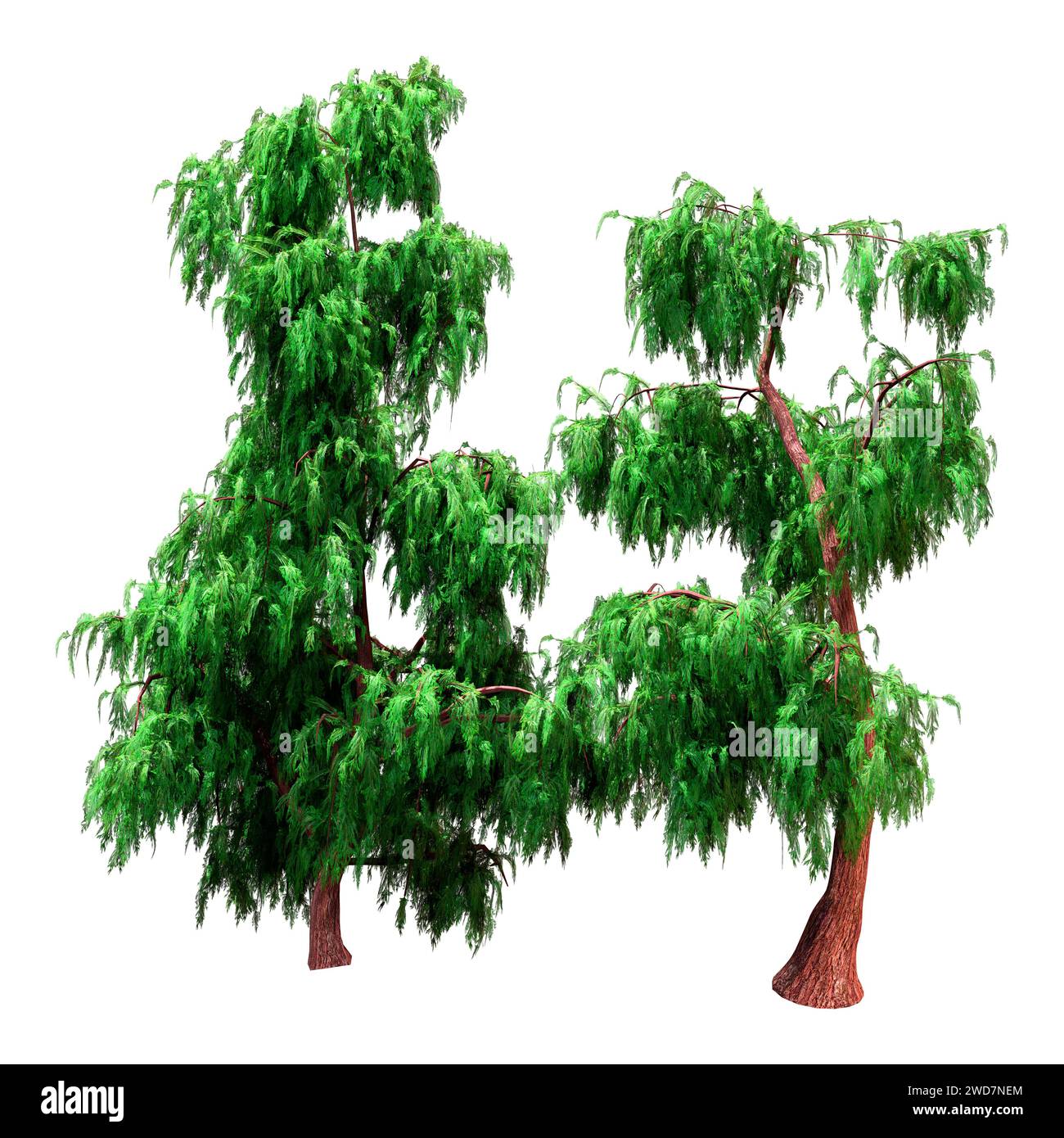 3D rendering of green Kashmir cypress trees isolated on white ...