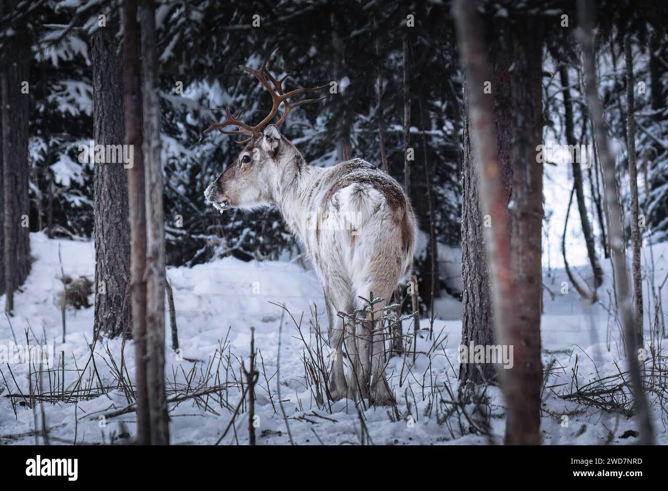 Finnish forest reindeer hi-res stock photography and images - Alamy