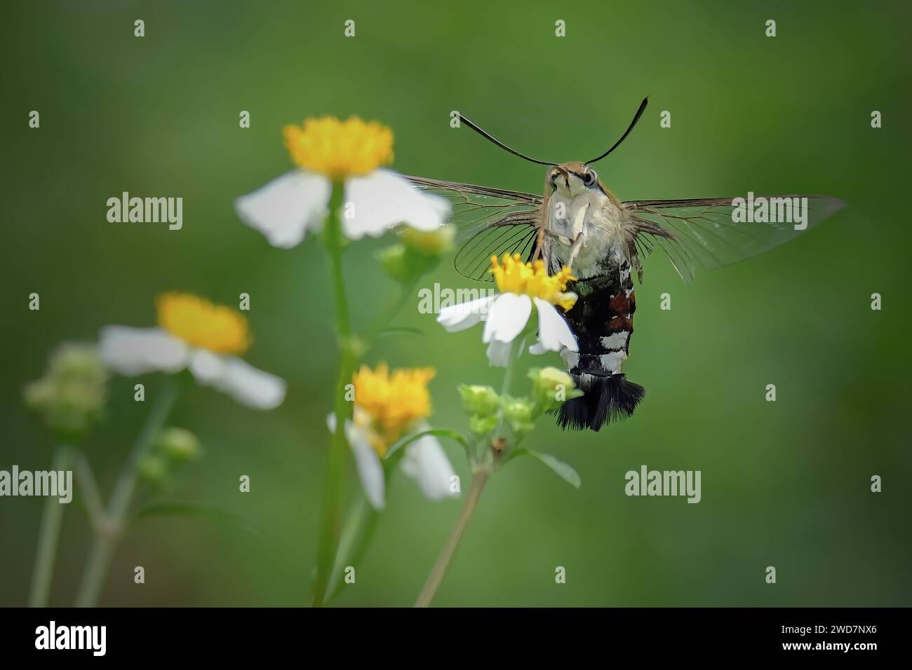 humming moth sucking pollen at garden Stock Photo - Alamy