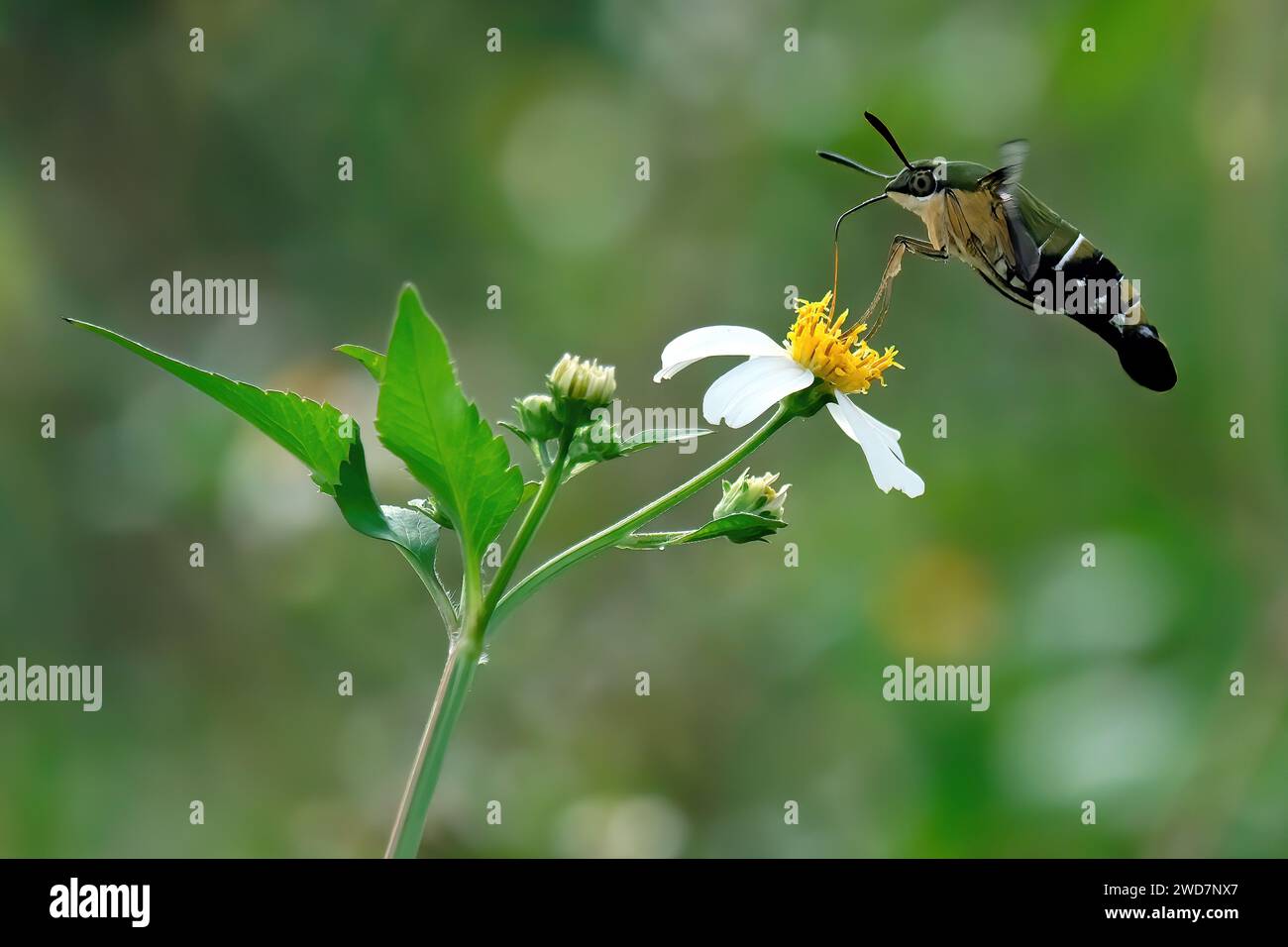 Java moth hi-res stock photography and images - Alamy