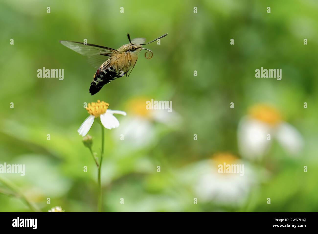 humming moth sucking pollen at garden Stock Photo - Alamy