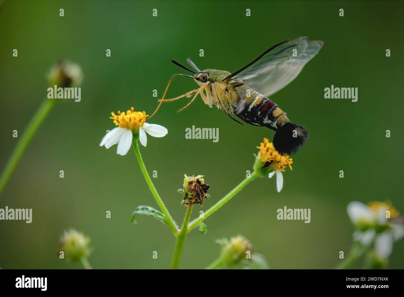 humming moth sucking pollen at garden Stock Photo - Alamy
