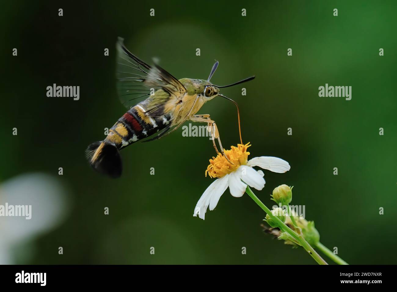 humming moth sucking pollen at garden Stock Photo - Alamy
