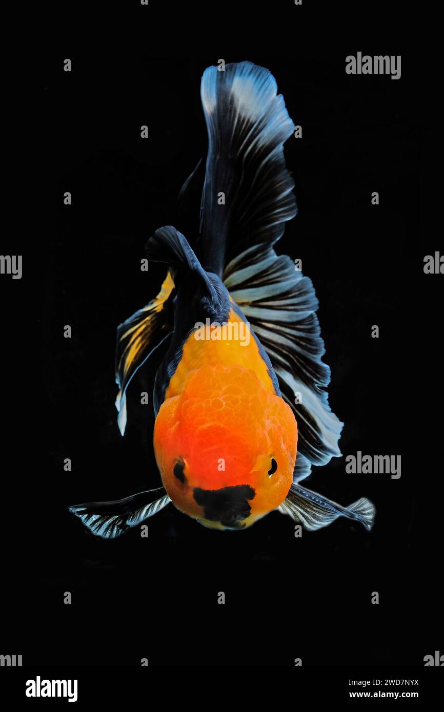 Golden fish swimming hi-res stock photography and images - Alamy