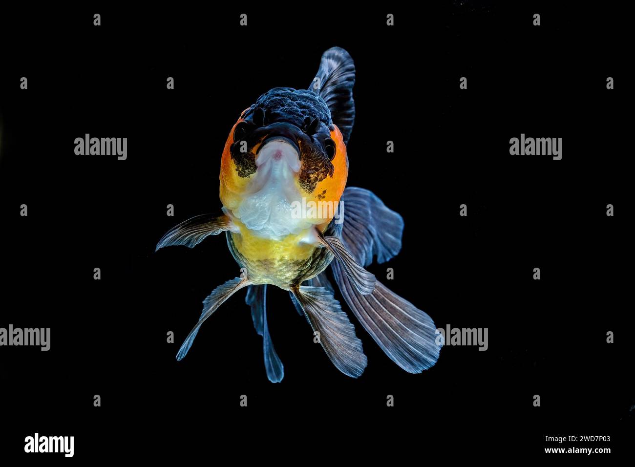 golden fish swimming in the aquarium Stock Photo - Alamy