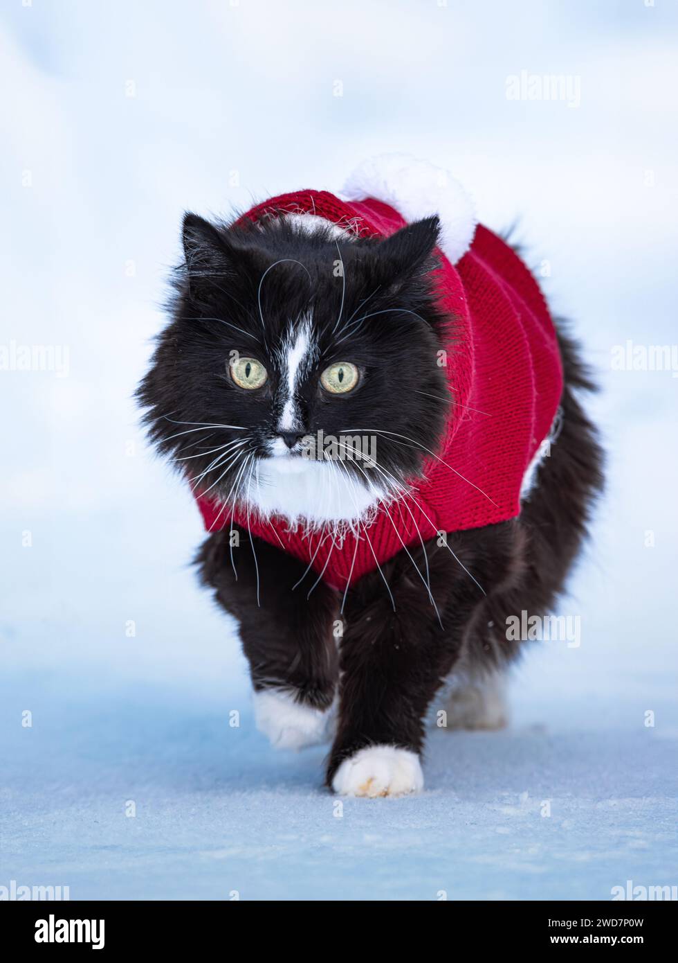 Cute black and white cat wearing a red sweater Stock Photo - Alamy