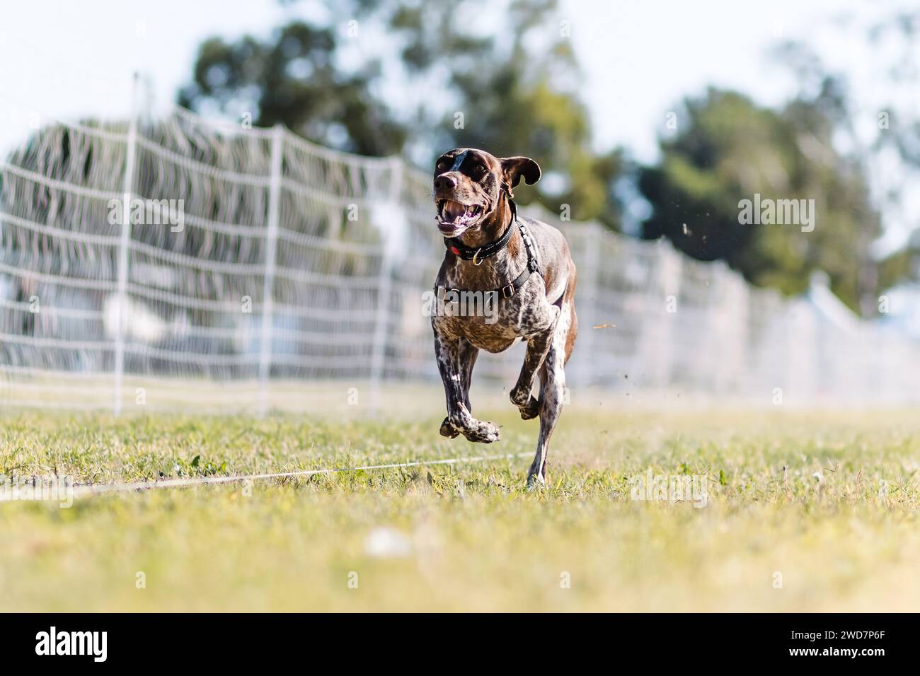 Happy german shorthaired pointer hi-res stock photography and images ...