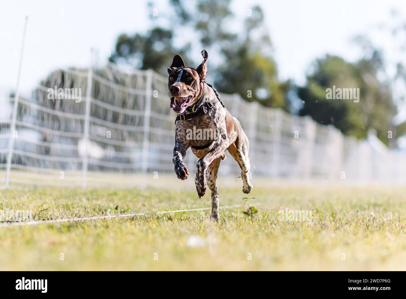 happy German Shorthaired Pointer dog running in lure course sport Stock ...