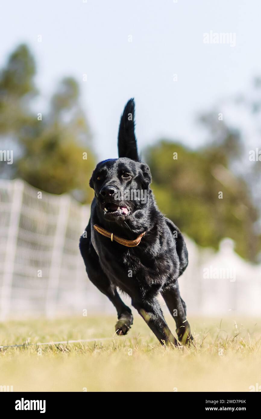 happy black German Shepherd dog running in lure course sport Stock ...