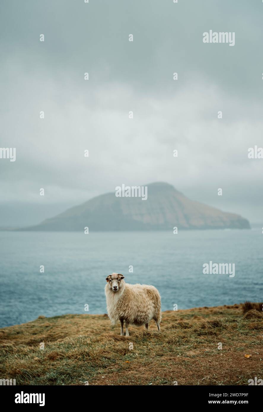 A sheep grazing along the ocean in the Faroe Islands Stock Photo - Alamy