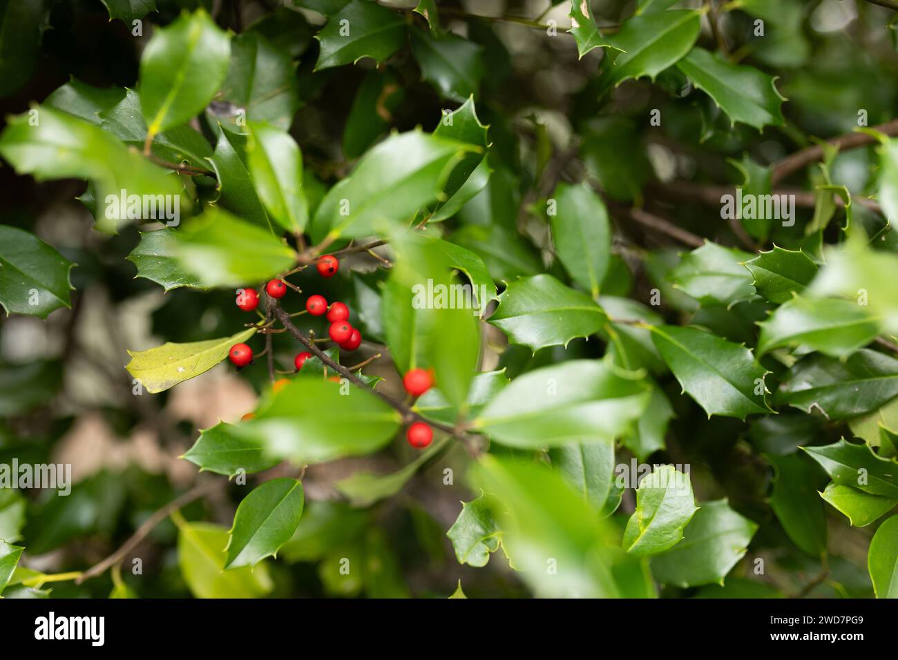 Holly bush close details hi-res stock photography and images - Alamy