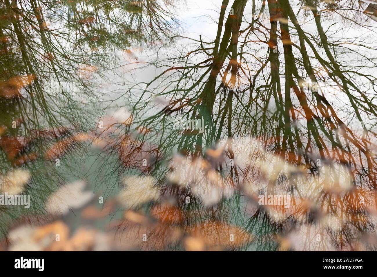 reflection of winter bare trees in water Stock Photo - Alamy