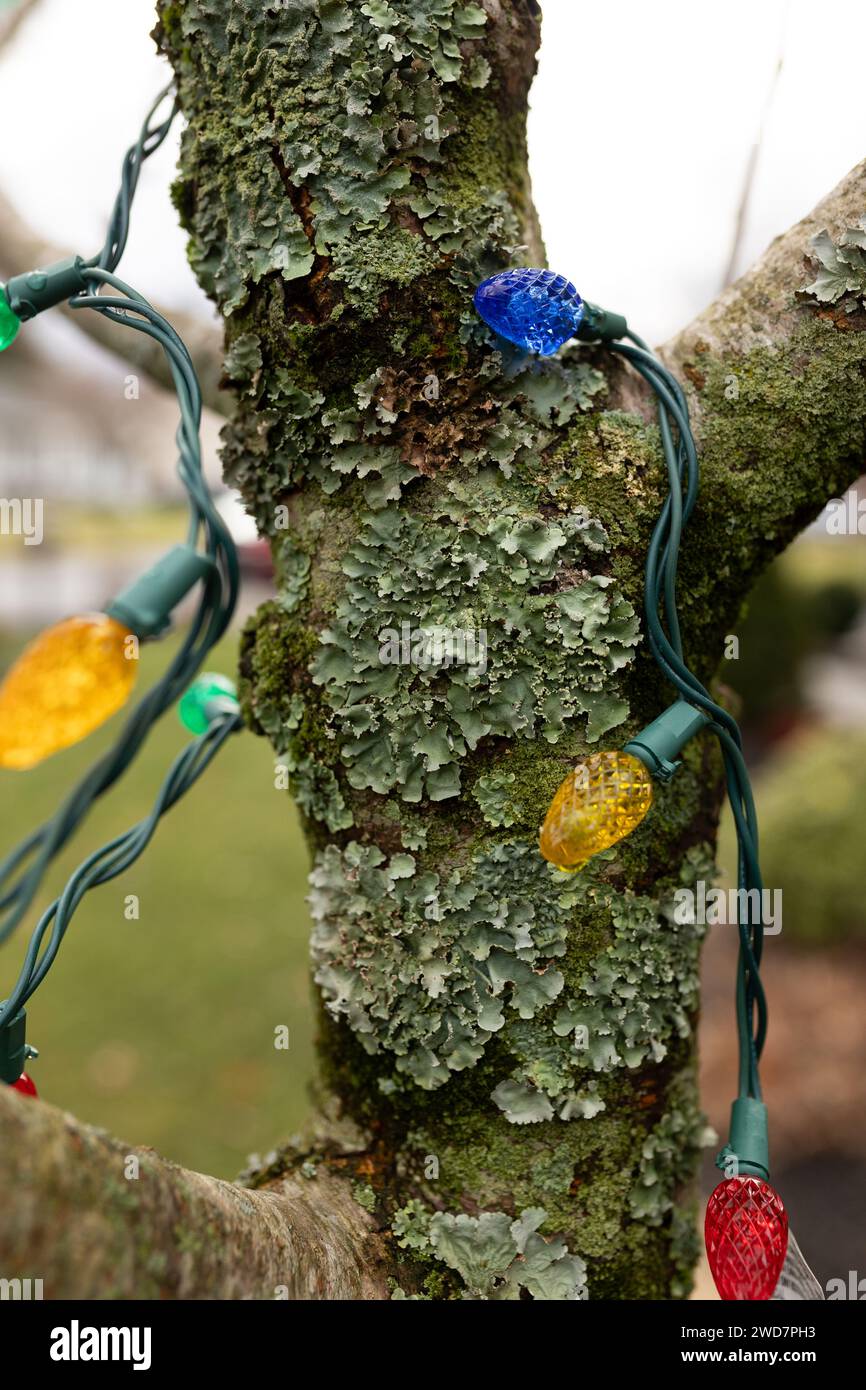 Beautiful blurred christmas lighting hi-res stock photography and ...