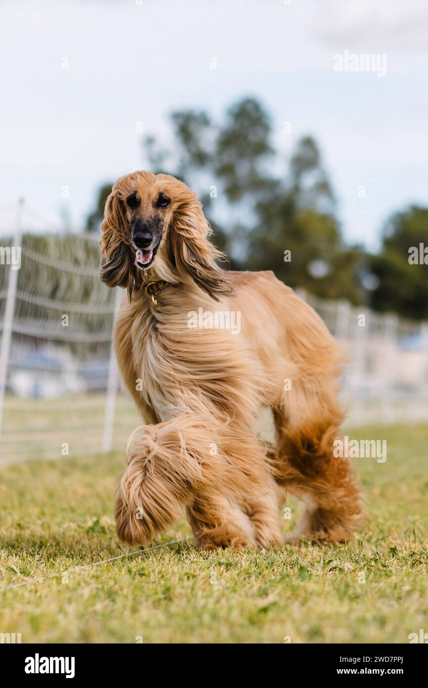 happy Afghan Hound running lure course dog sport in wind Stock Photo ...