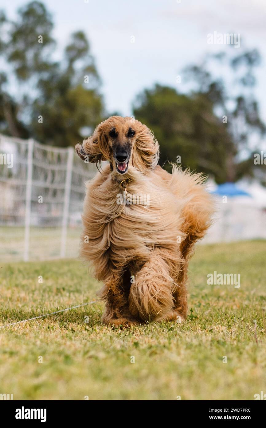 happy Afghan Hound running lure course dog sport in wind Stock Photo ...