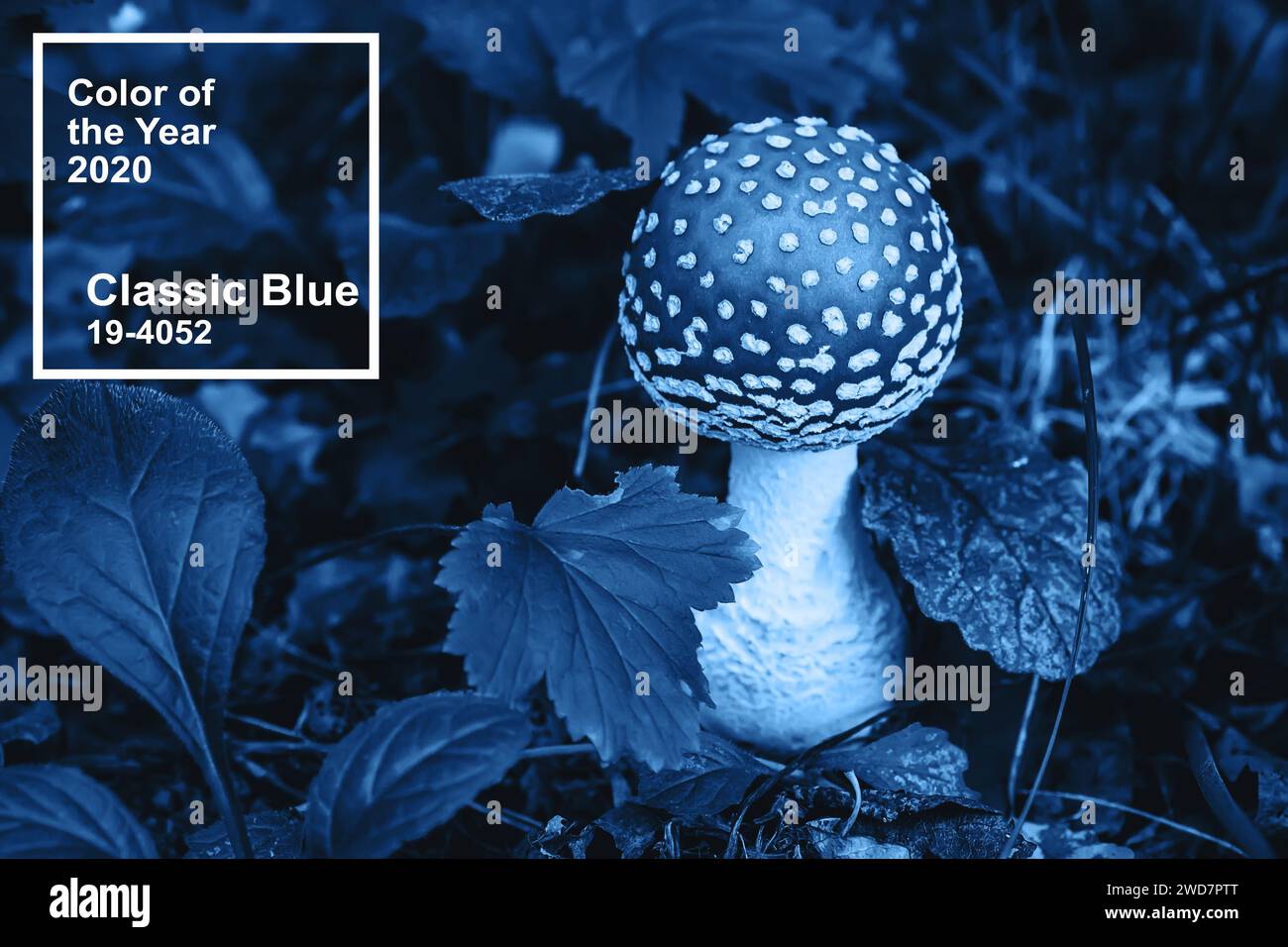 Classic Blue color of the Year 2020. Poisonous dangerous and inedible ...