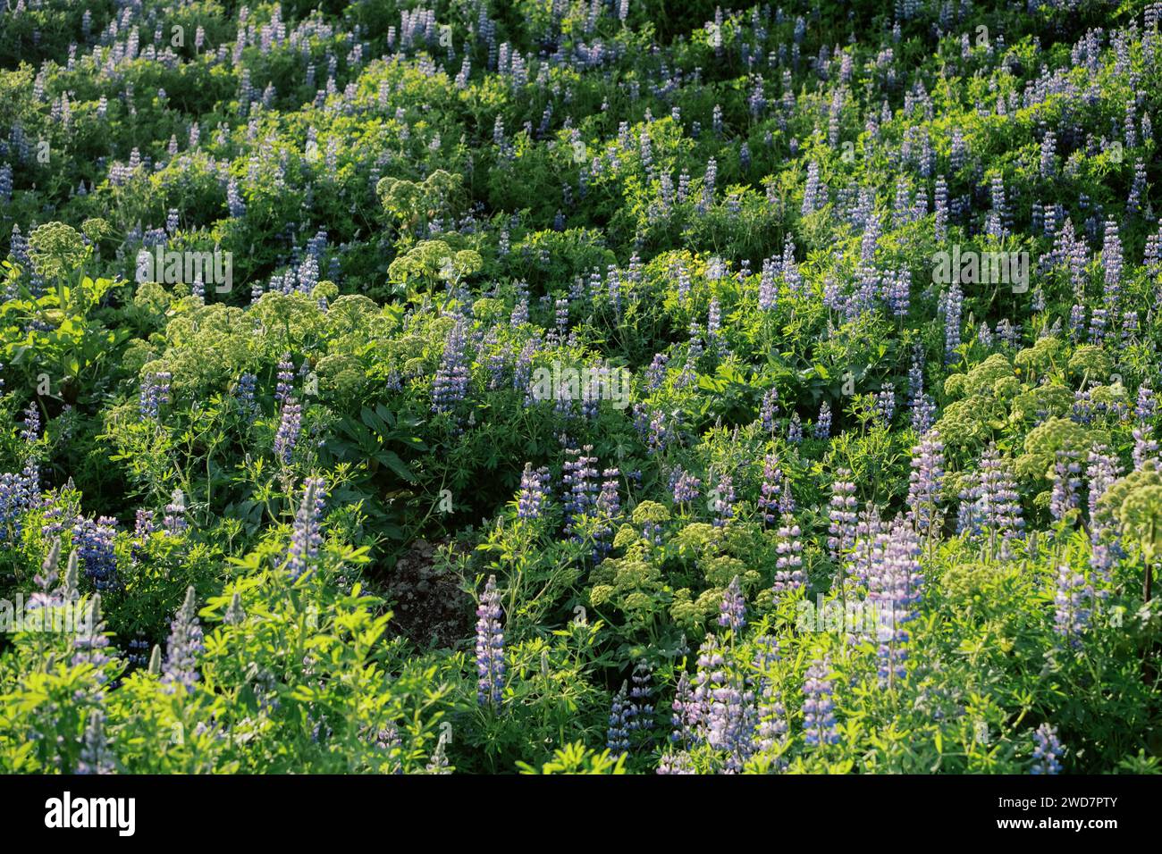 Hillside covered in natural greenery and layered nootka lupines Stock ...