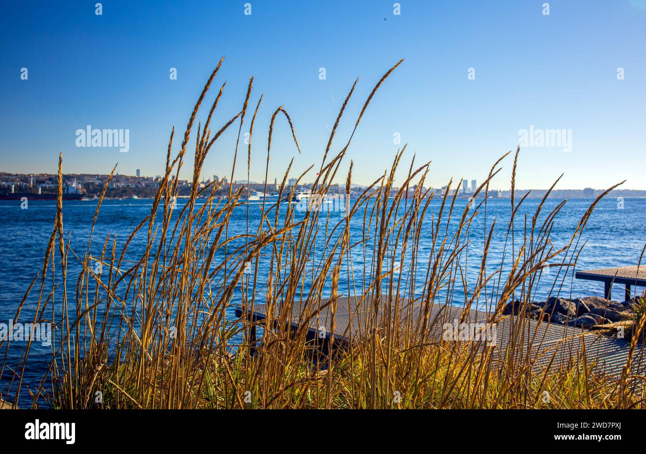 Sea Weeds and Istanbul City Shorescape Behind, View From Sarayburnu ...