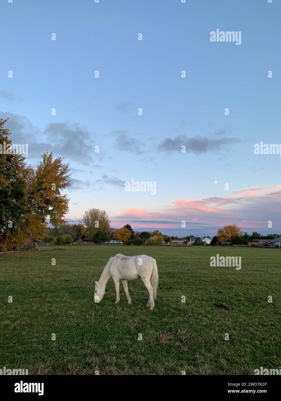 White horse in pasture at sunset under pink clouds Stock Photo - Alamy