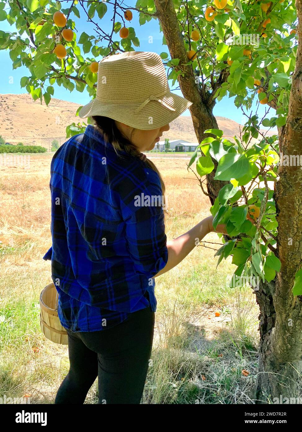 Woman in sunlit orchard hi-res stock photography and images - Alamy