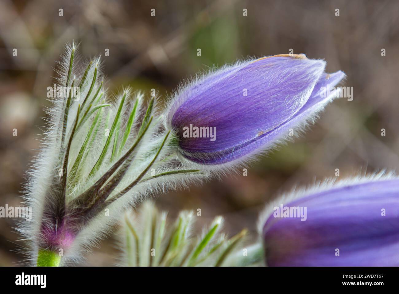 Pulsatilla slavica. Spring flower in the forest. A beautiful purple ...