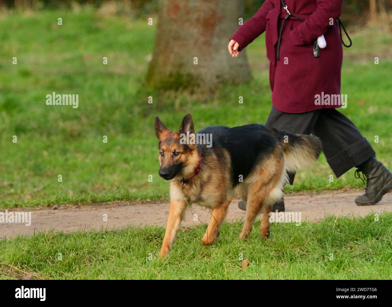 Berlin, Germany. 27th Dec, 2023. 27.12.2023, dogs in Berlin. A shepherd ...