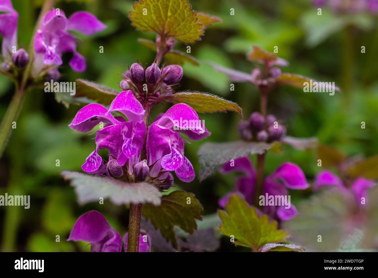 Deaf nettle blooming in a forest, Lamium purpureum. Spring purple ...