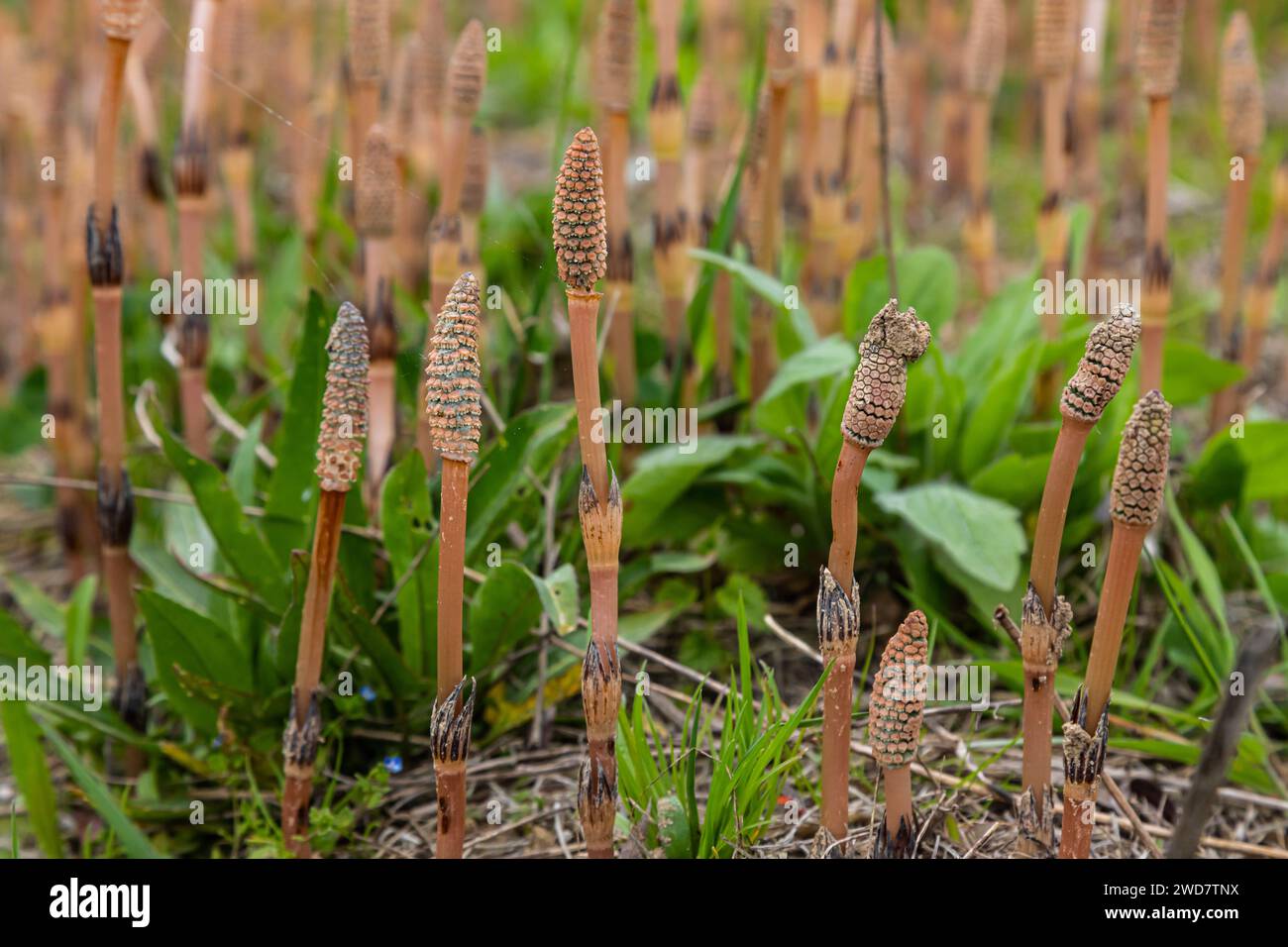 Equisetum arvense, the field horsetail or common horsetail, is an ...
