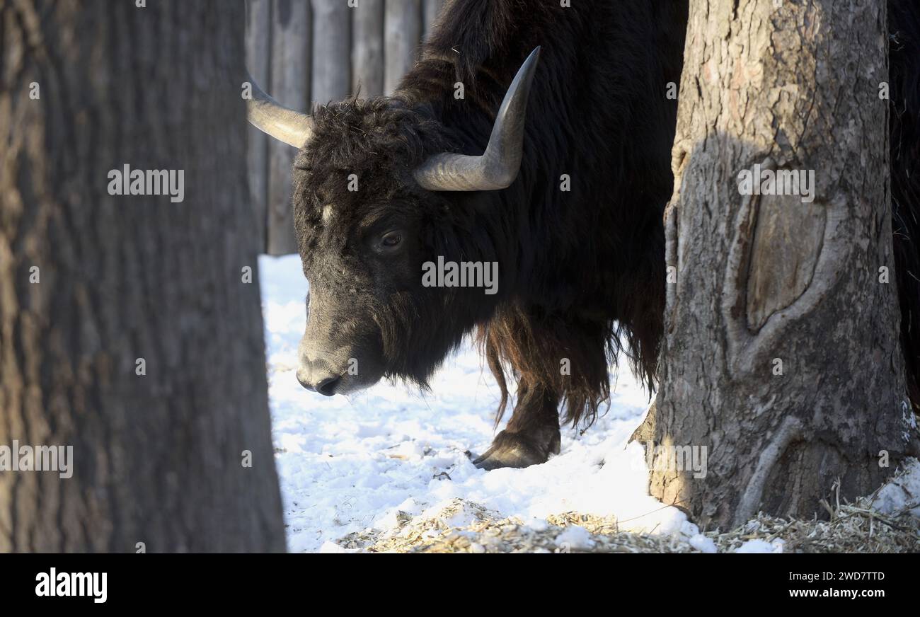 Non Exclusive: KYIV, UKRAINE - JANUARY 17, 2024 - A yak lives at the ...