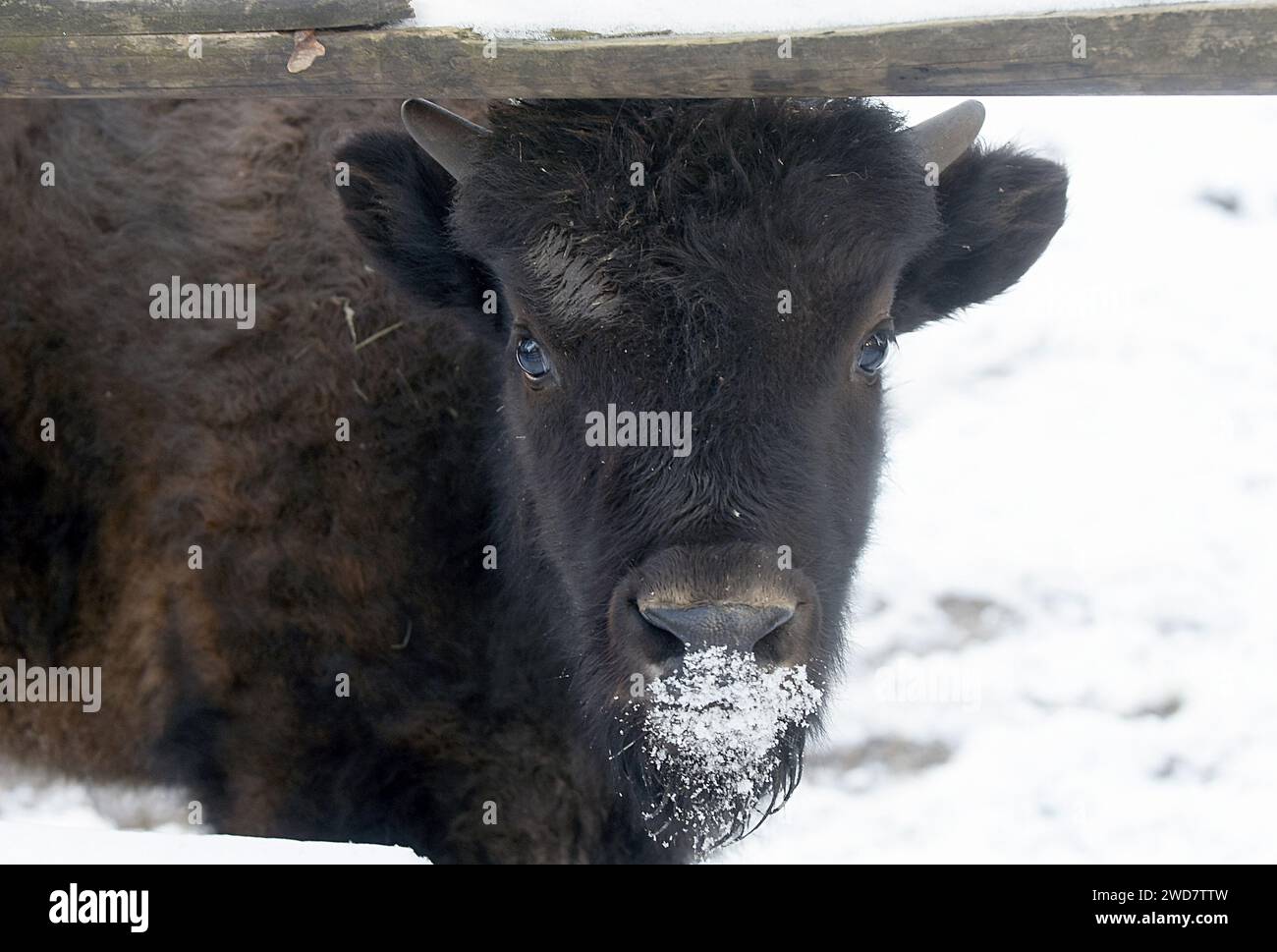 Non Exclusive: KYIV, UKRAINE - JANUARY 17, 2024 - A European bison ...