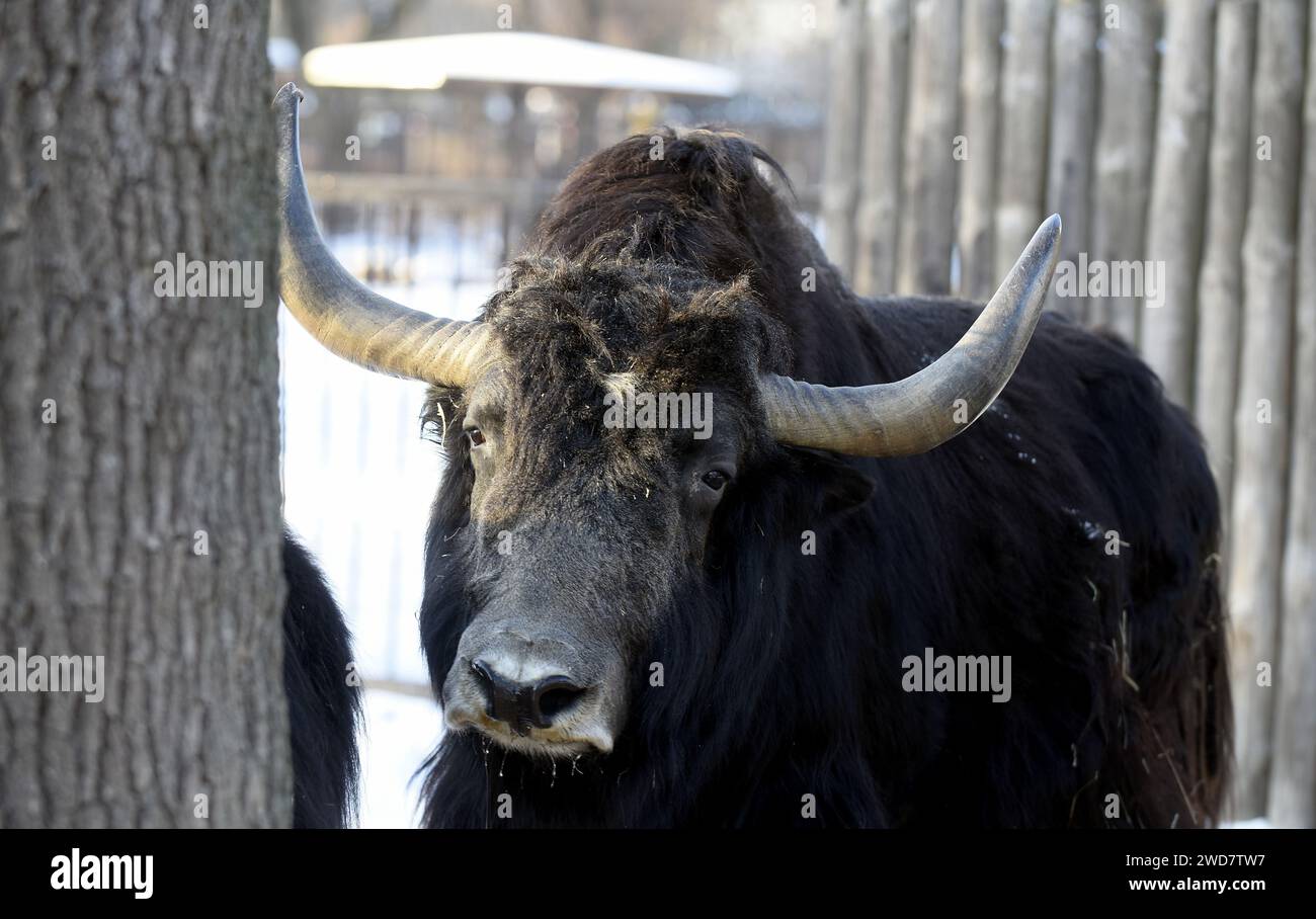 Non Exclusive: KYIV, UKRAINE - JANUARY 17, 2024 - A yak lives at the ...