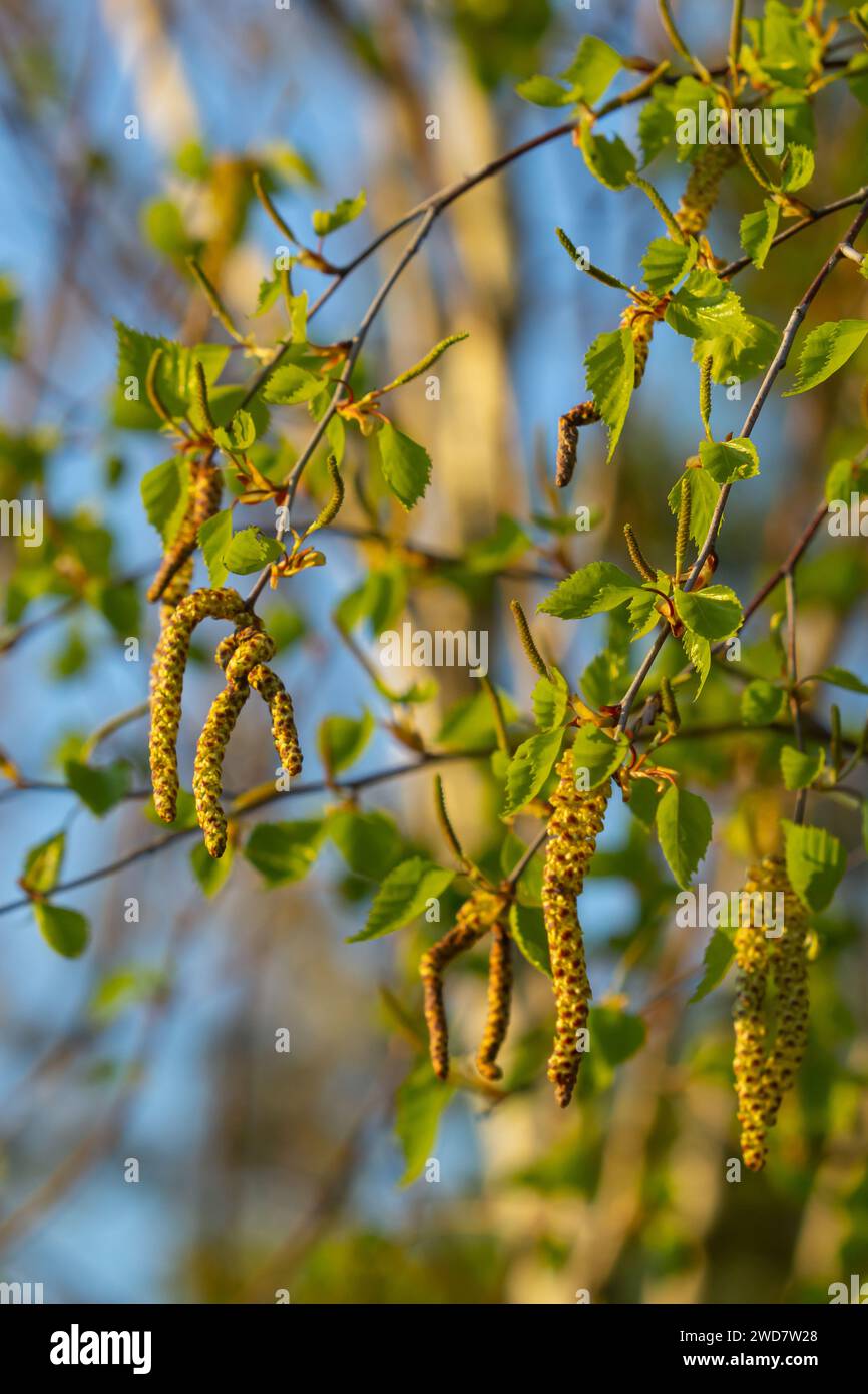 Close up view of flowering yellow catkins on a river birch tree betula ...