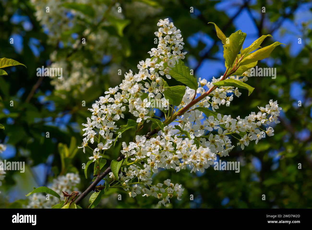 Bird cherry in bloom, spring nature background. White flowers on green ...