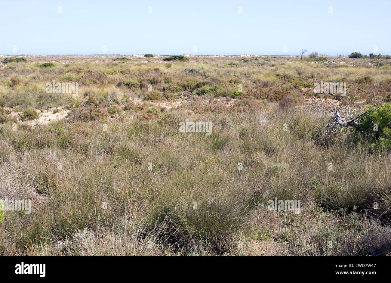 Salinas y Arenales de San Pedro del Pinatar Natural Park. Murcia, Spain ...