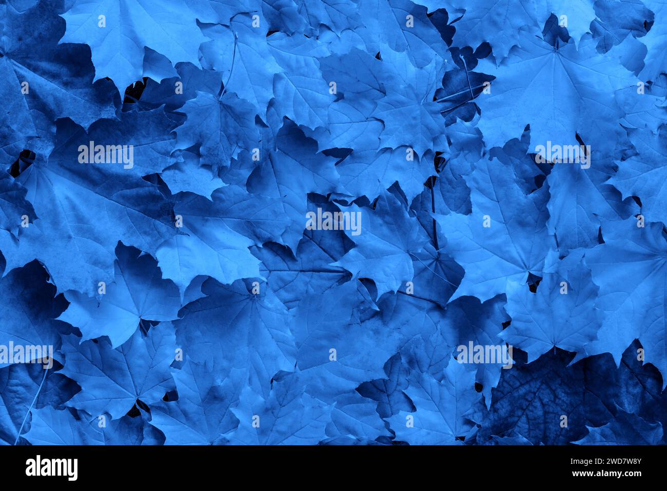 Color of the year 2020 classic blue. Maple leaves painted in a modern ...