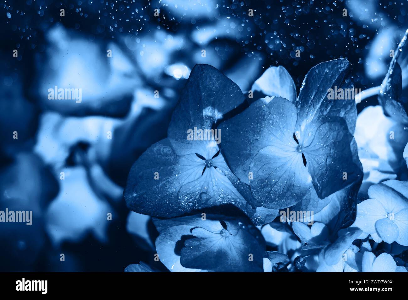 Color of the year 2020 classic blue. Hydrangea flowers painted in a ...