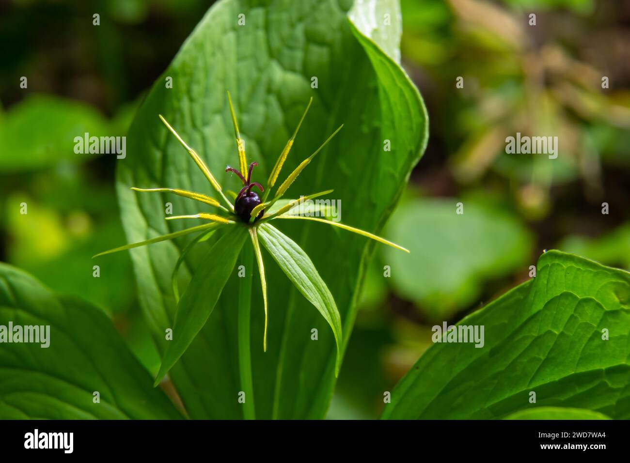 Paris quadrifolia. Flower close-up of the poisonous plant, herb-paris ...