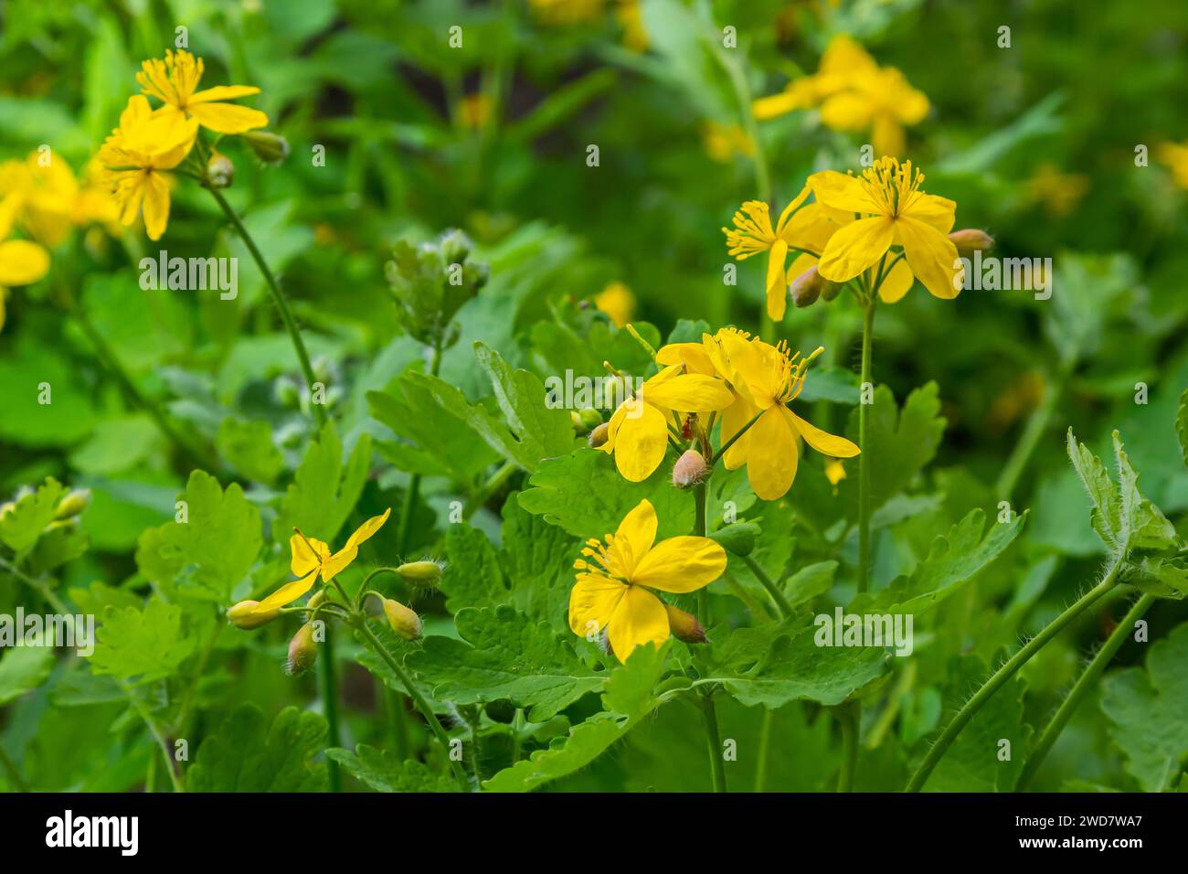 Macro photo of nature yellow flowers of celandine. Background blooming ...