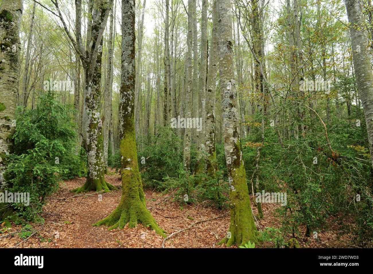 Larra natural reserve hi-res stock photography and images - Alamy