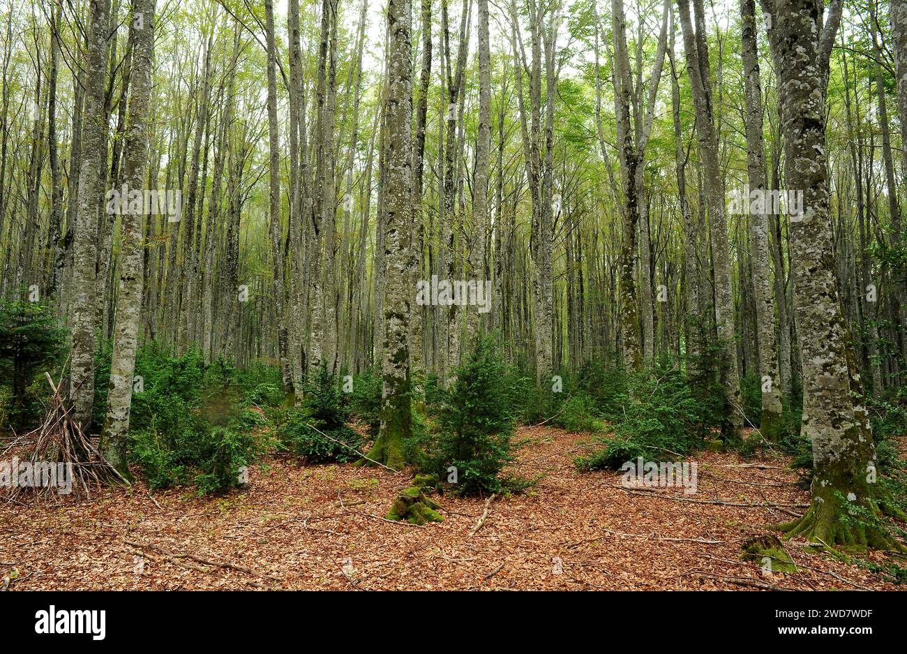 Larra natural reserve hi-res stock photography and images - Alamy