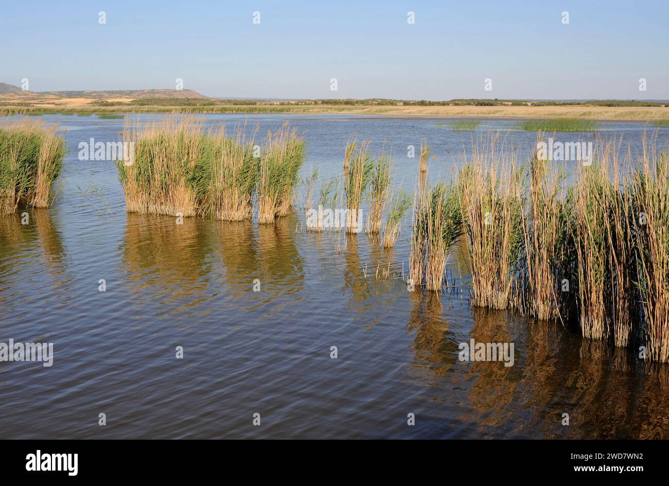 Zepa hi-res stock photography and images - Alamy