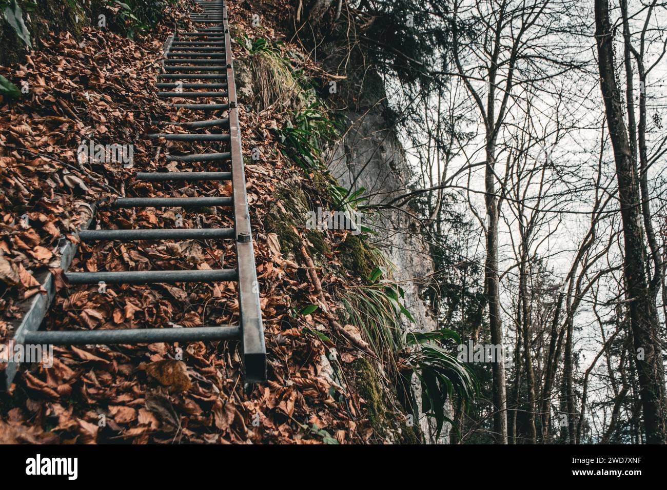 Giant ladder on the Leiternweg at Hohenems, Vorarlberg, via ferrata ...