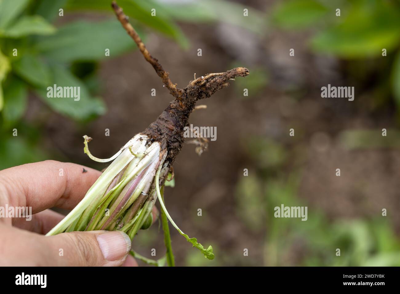 hand holding dandelion root. Weeding the garden from weeds. Dandelion ...