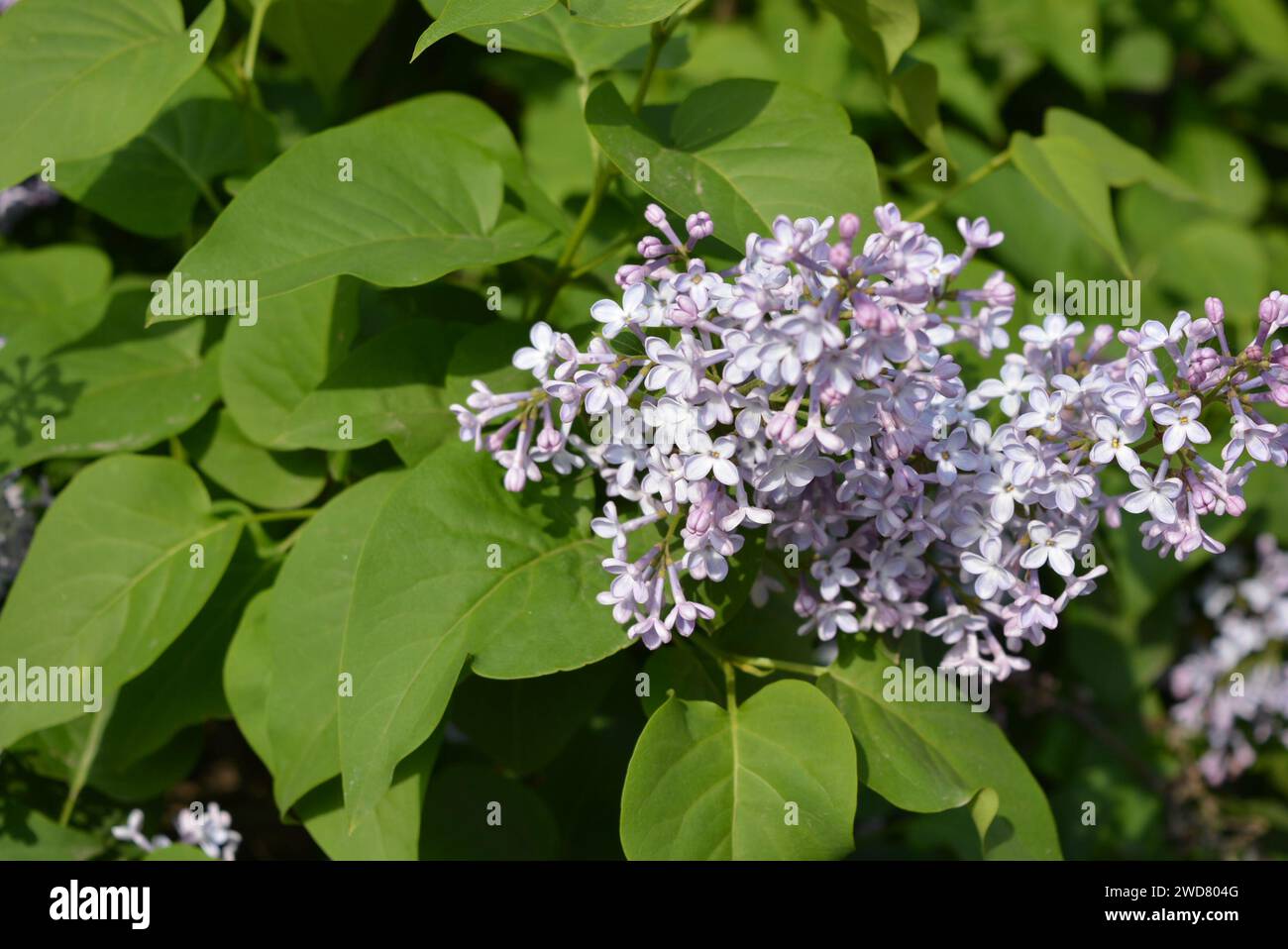 Spring purple flowers, large smelling bush blooming lilacs growing on ...