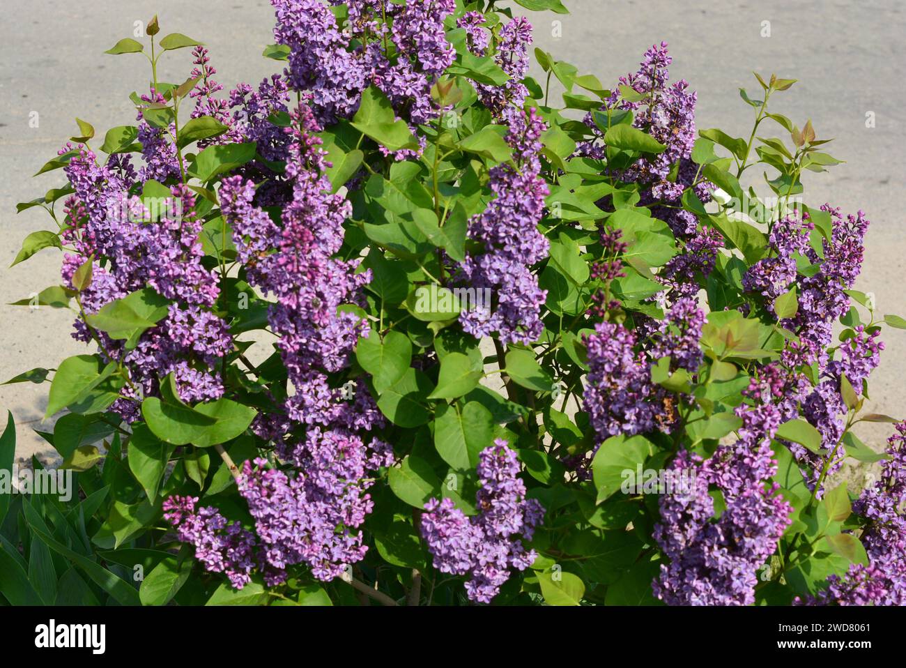 Spring purple flowers, large smelling bush blooming lilacs growing on ...