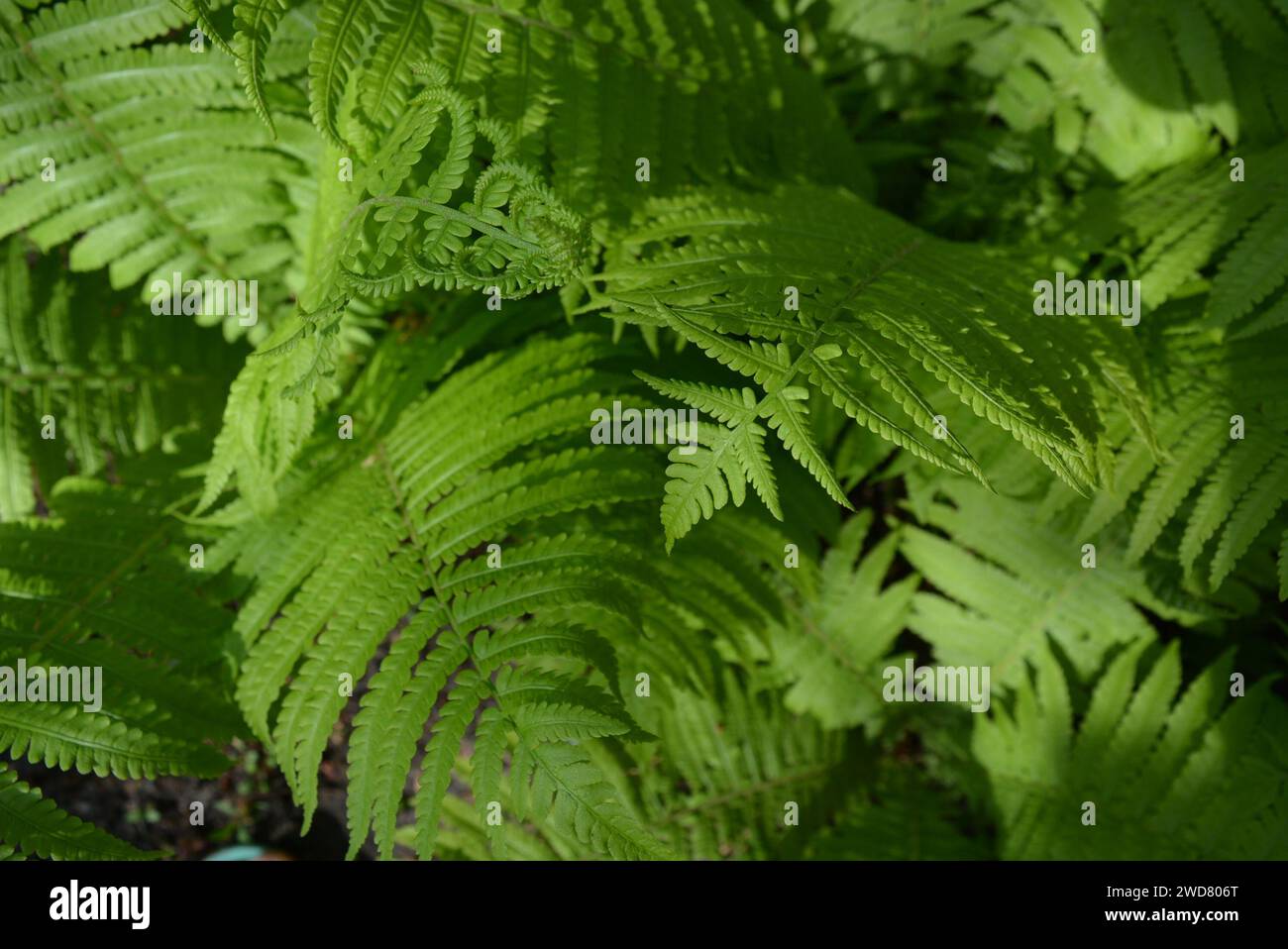 Unusual leaves of a fern with an interesting and mysterious lighting of ...