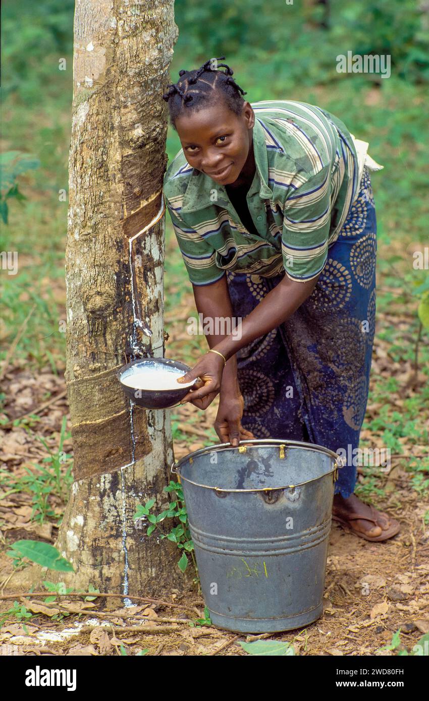 Ivory Coast, Divo state; Rubberplantation near city Pakidie. Woman ...