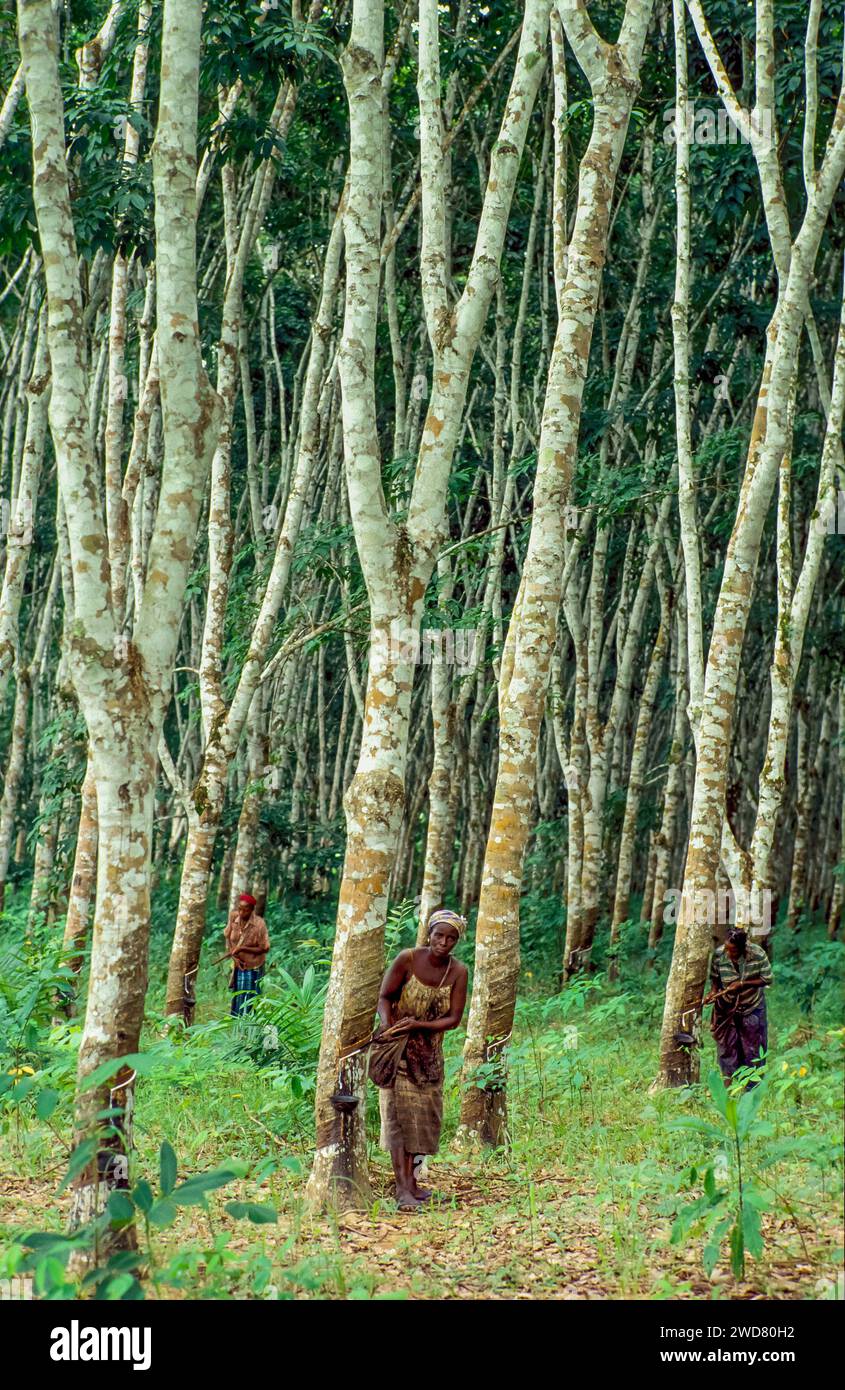 Tapping rubber tree woman hi-res stock photography and images - Alamy
